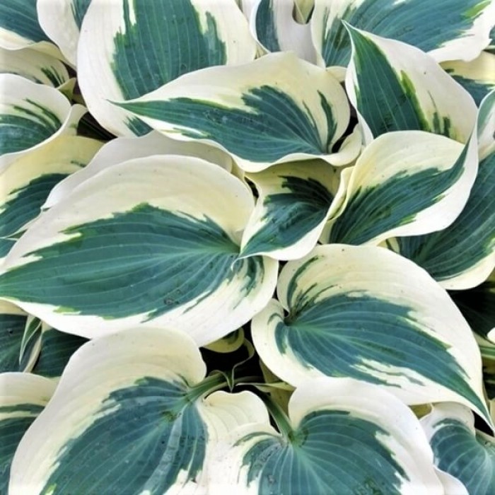 Hosta 'Firn Line'